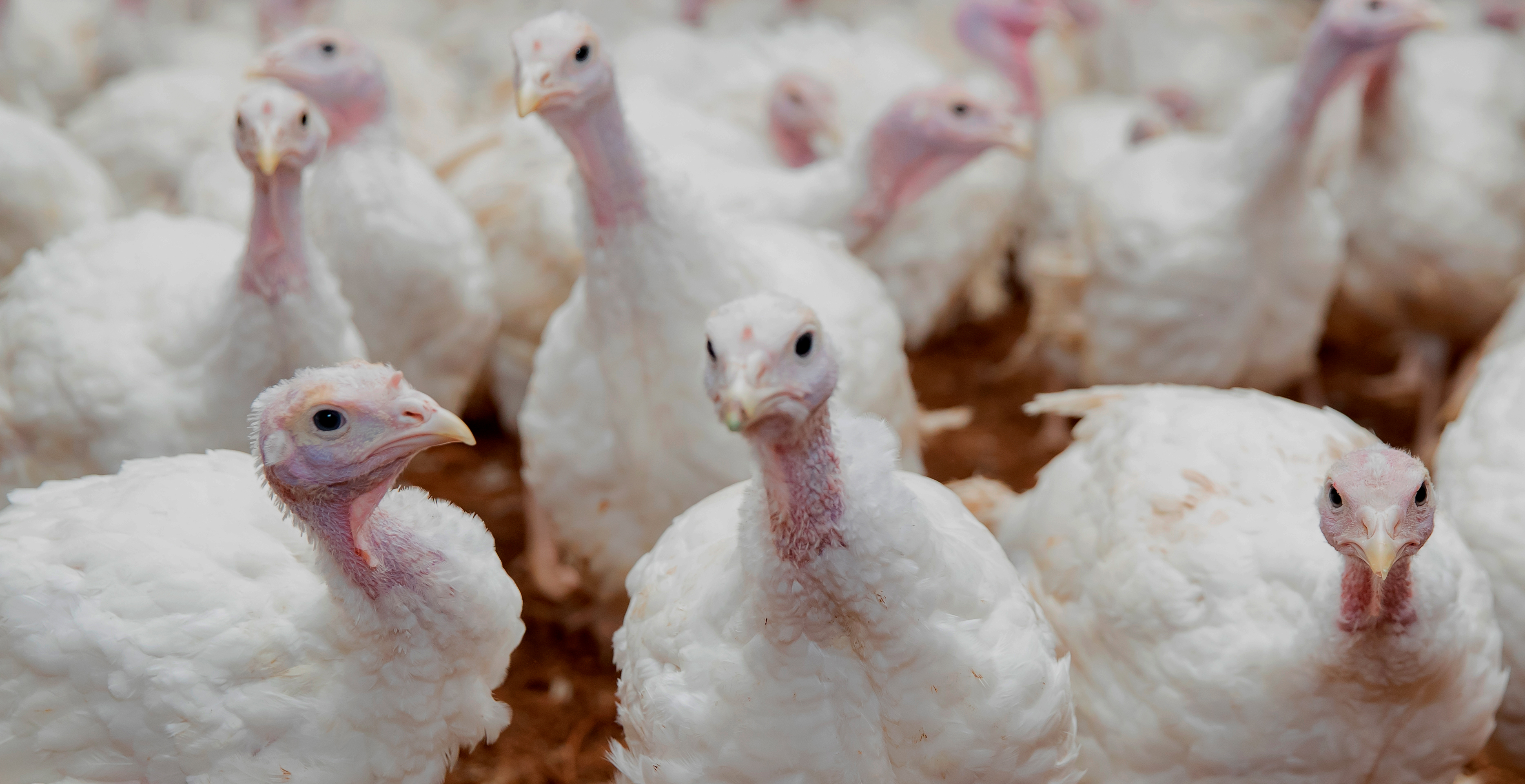 Kalkkunat Suomessa - Länsi-Kalkkuna