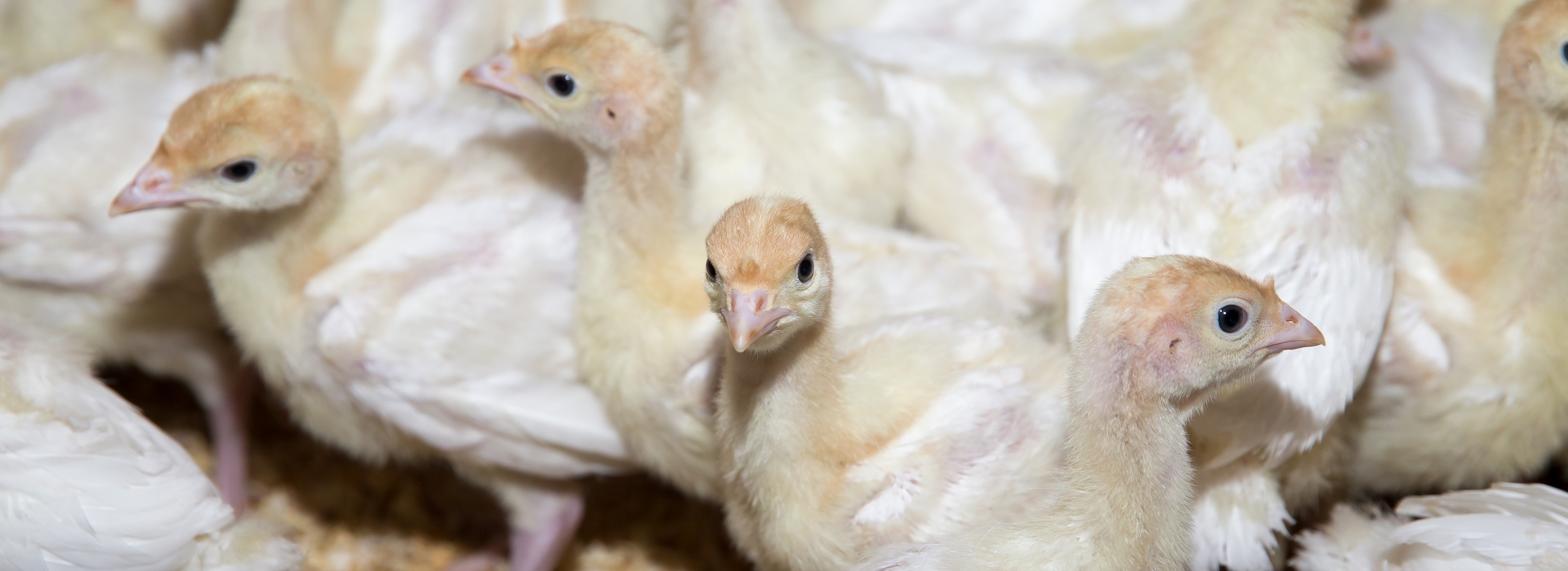 EN - Länsi-Kalkkuna